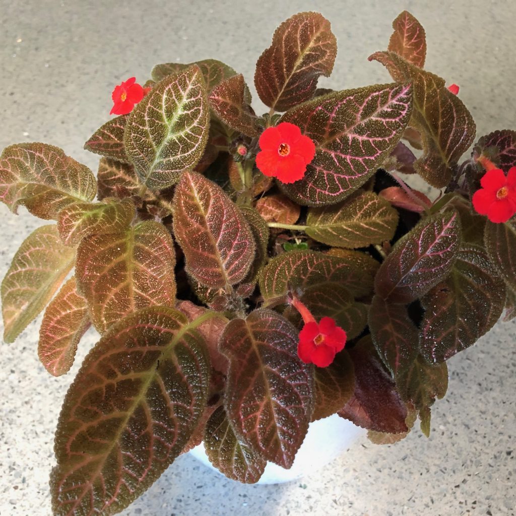Episcia – Gateway West Gesneriad Society